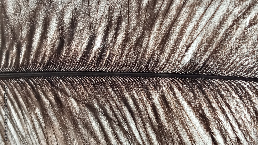 Single ostrich feather on white background. Soft bird feather texture ...