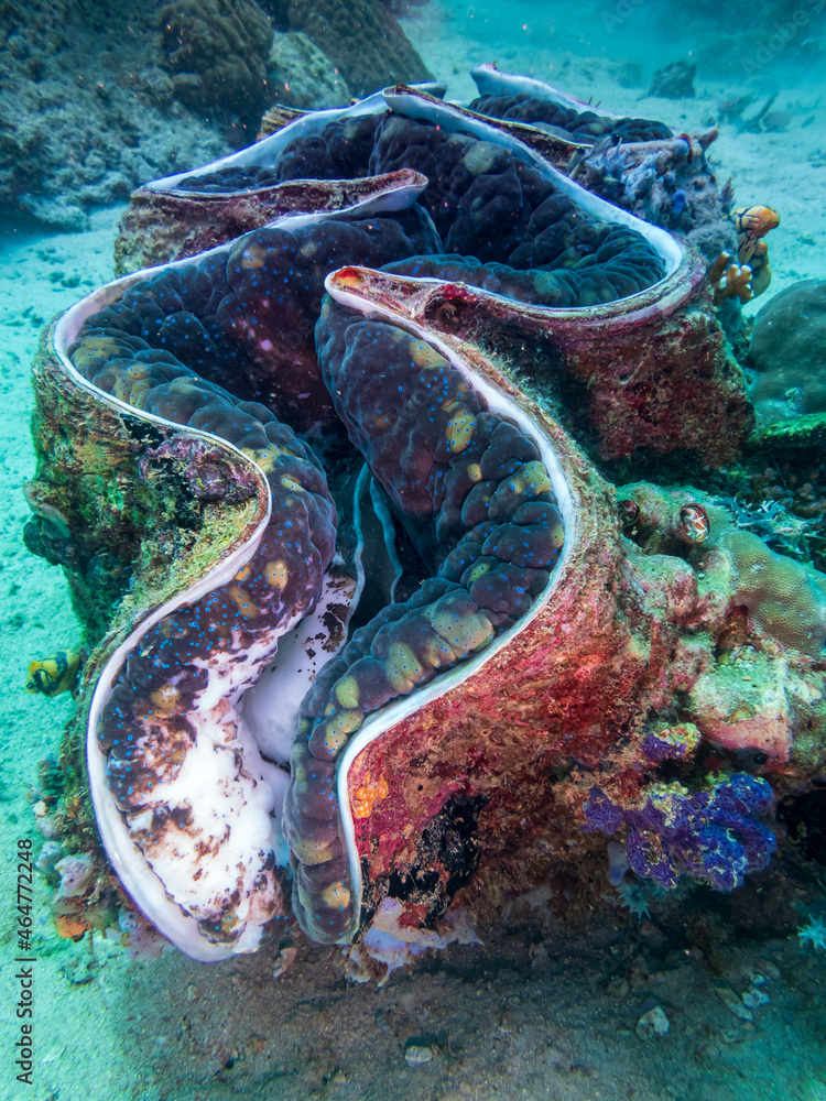 Giant clams (Tridacna gigas) are the largest living bivalve mollusks on ...