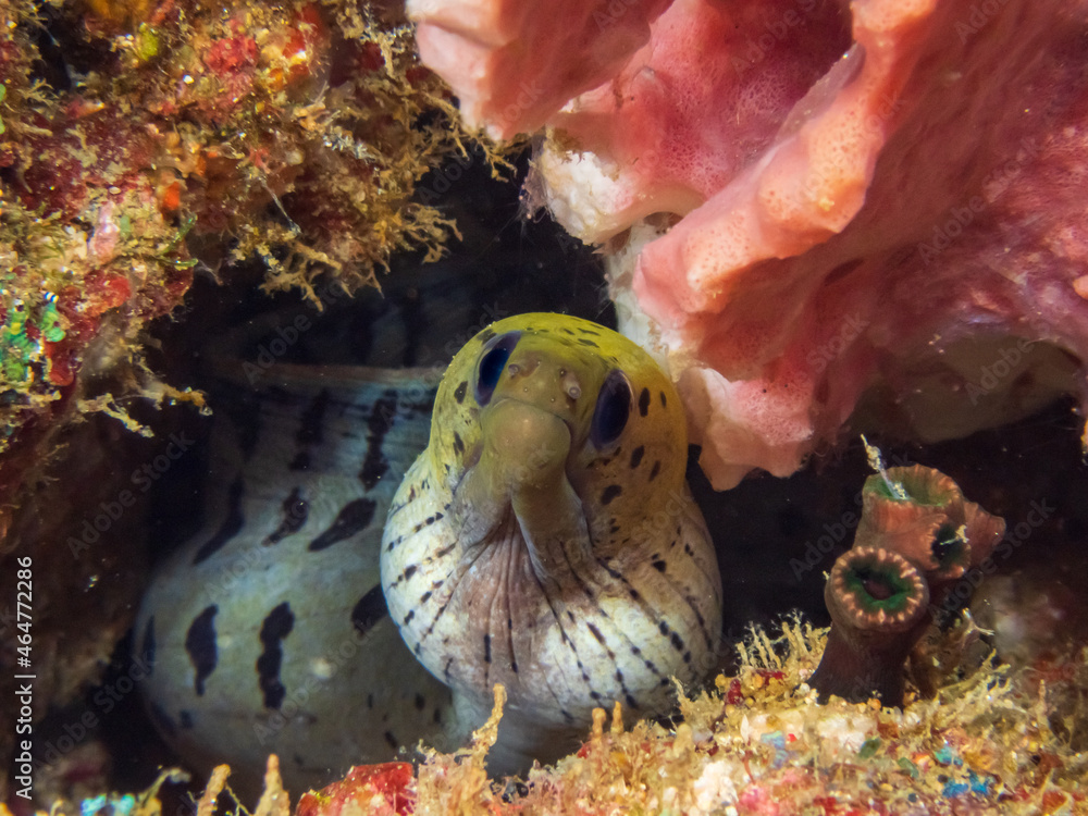 Bright green fimbriated moray (Gymnothorax fimbriatus) also known as ...