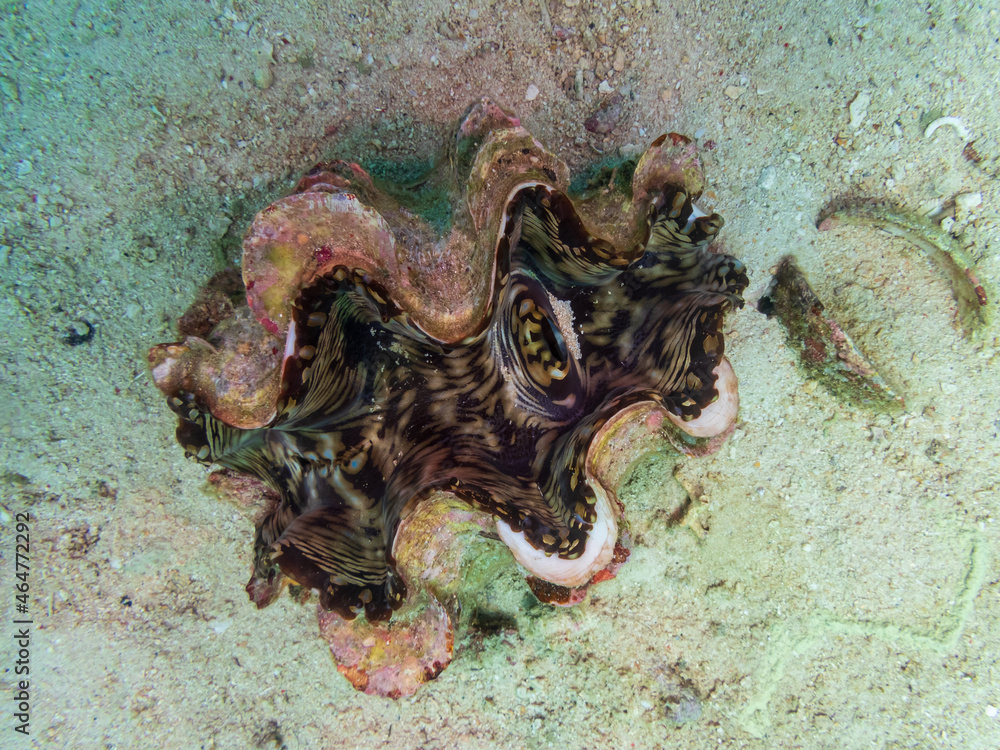 Giant clams (Tridacna gigas) are the largest living bivalve mollusks on ...