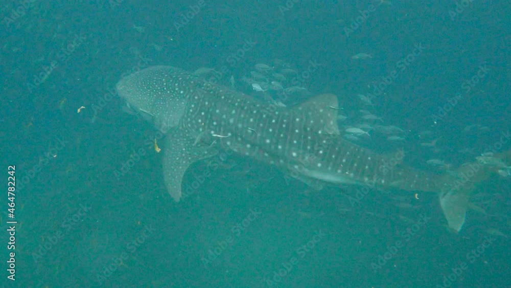 Under water footage of a small Whale Shark- about 5 meters long ...