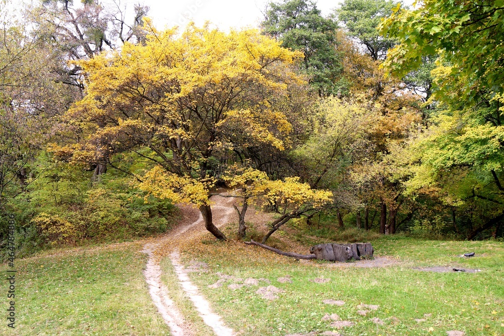 kiev, kyiv, tree, nature, landscape, park, grass, trees, forest, leaves ...
