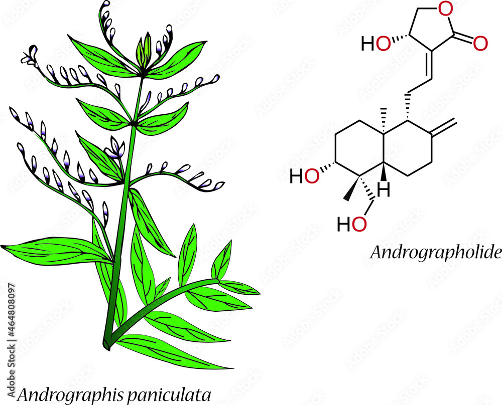Andrographolide is a major compound in Andrographis paniculata (Green ...