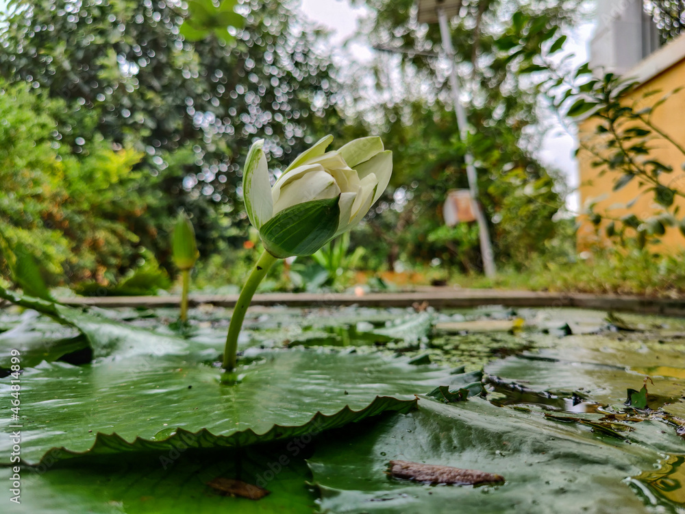 Side view of a white lotus which is half blooming on the big green ...