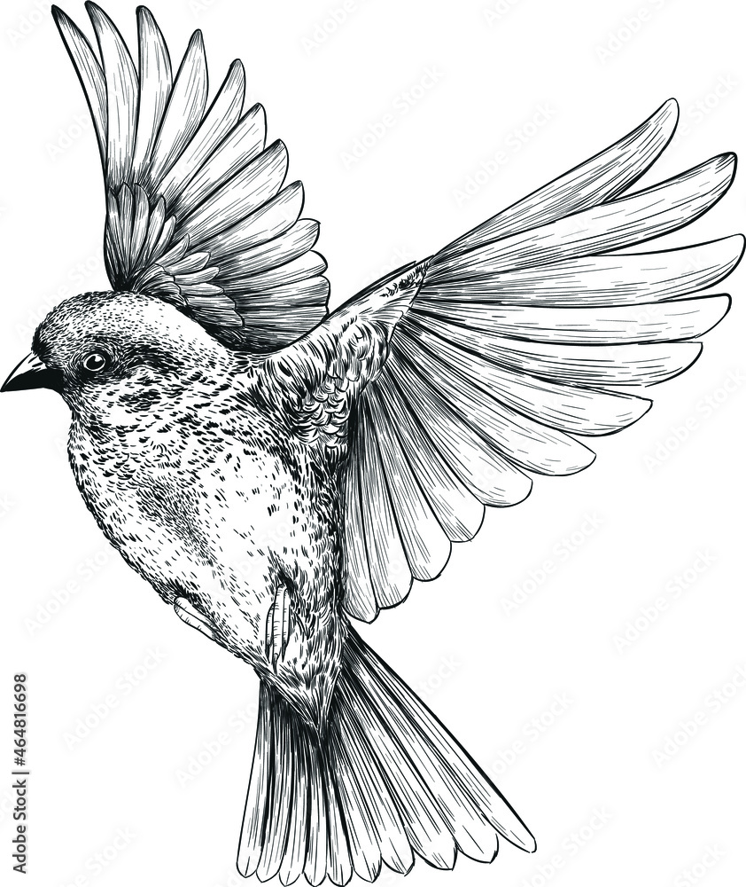Black And White Bird Graphics