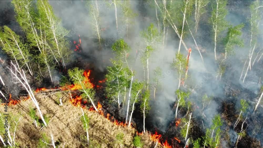Video Stock forest fire, wildfire, burning grass and bushes aerial ...