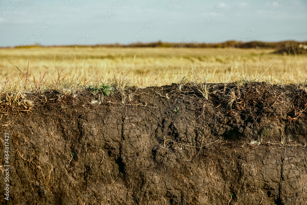 Stratigraphic section of soil with layers and grass roots. Russia ...