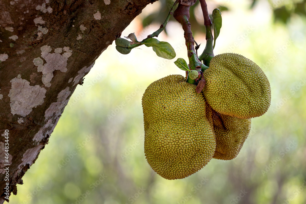 A jackfruit as know as jaca hanging from a jackfruit tree. Species ...