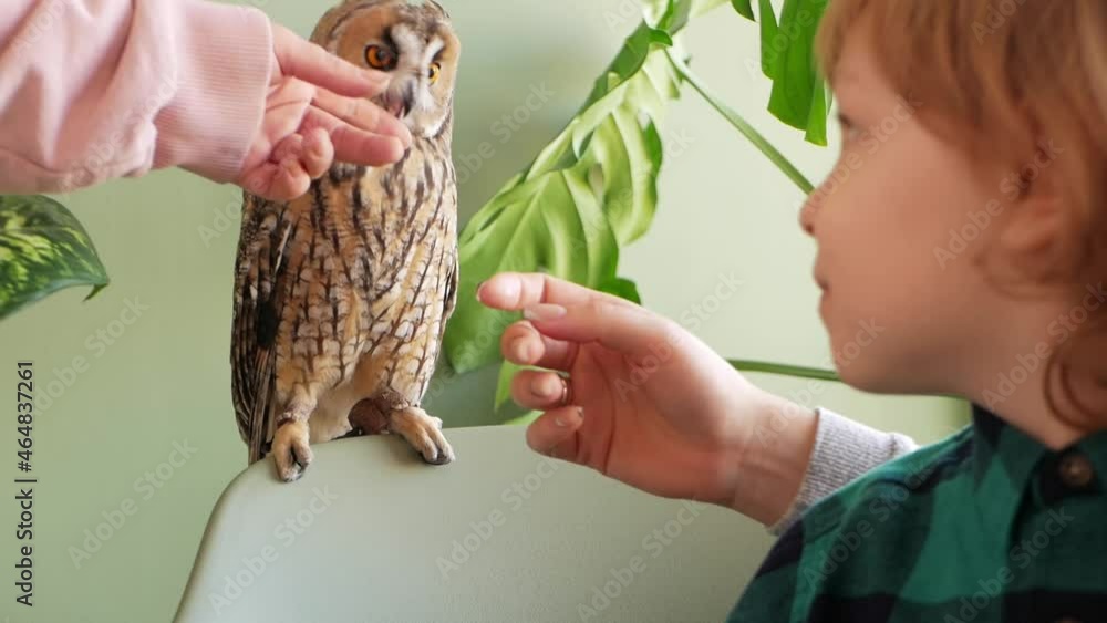 Child and long-eared owl, unusual pet, exotic. Indoor, home, pet care ...
