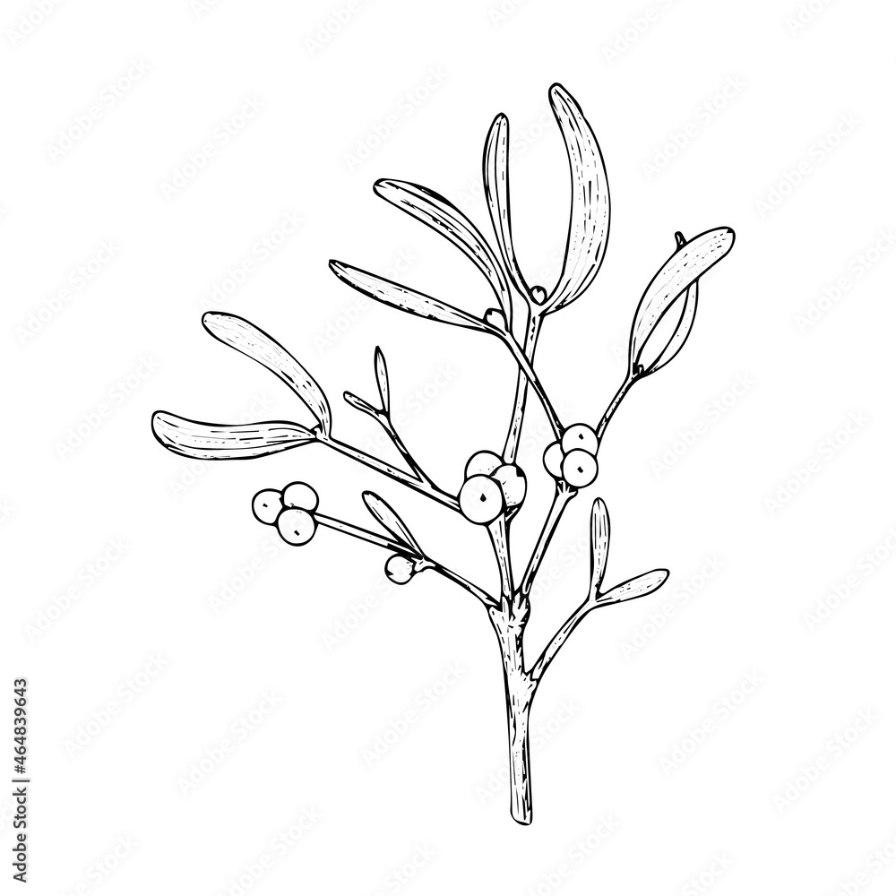 Mistletoe with berries, sketch, black outline isolated on white ...