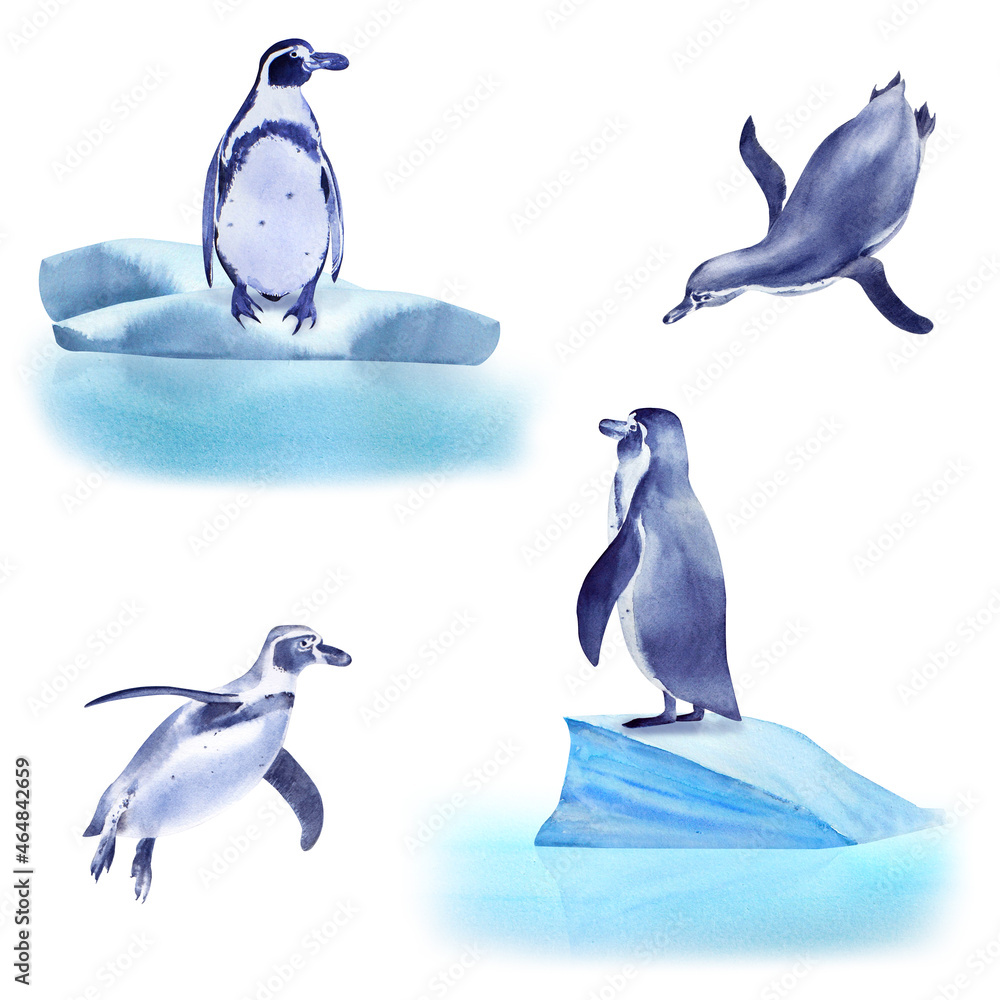 Antarctic adorable animal penguin in hand drawn watercolor illustration ...
