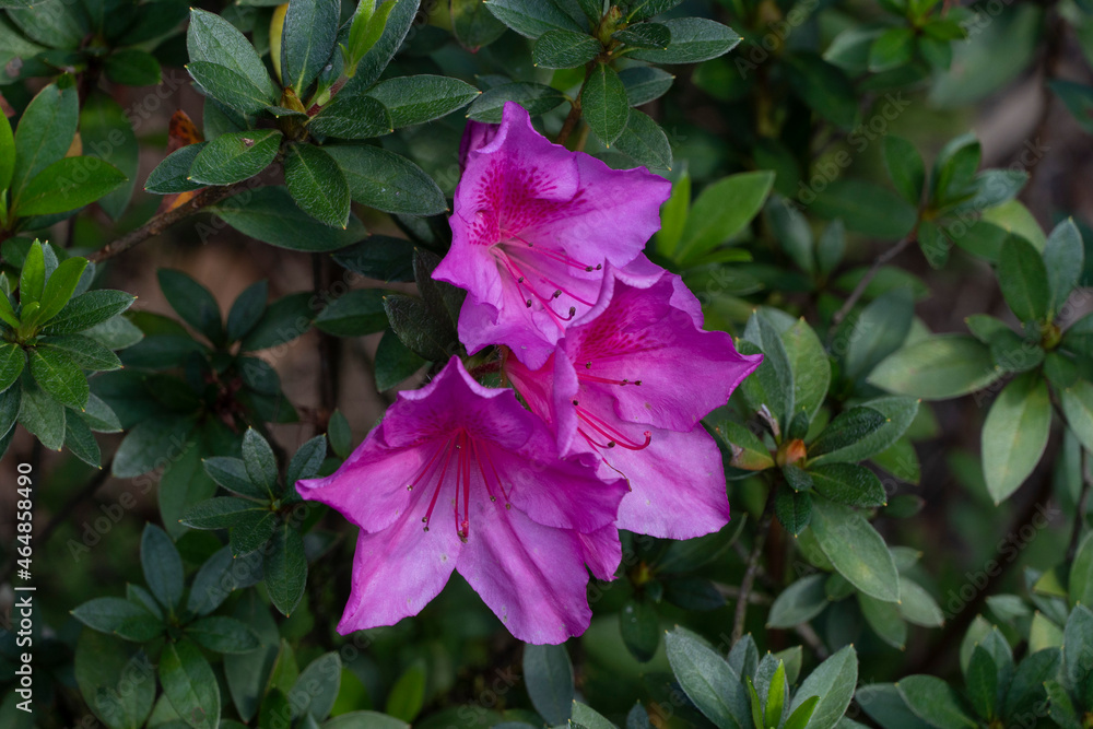 Rhododendron simsii es una especie de rododendro originaria del este de ...