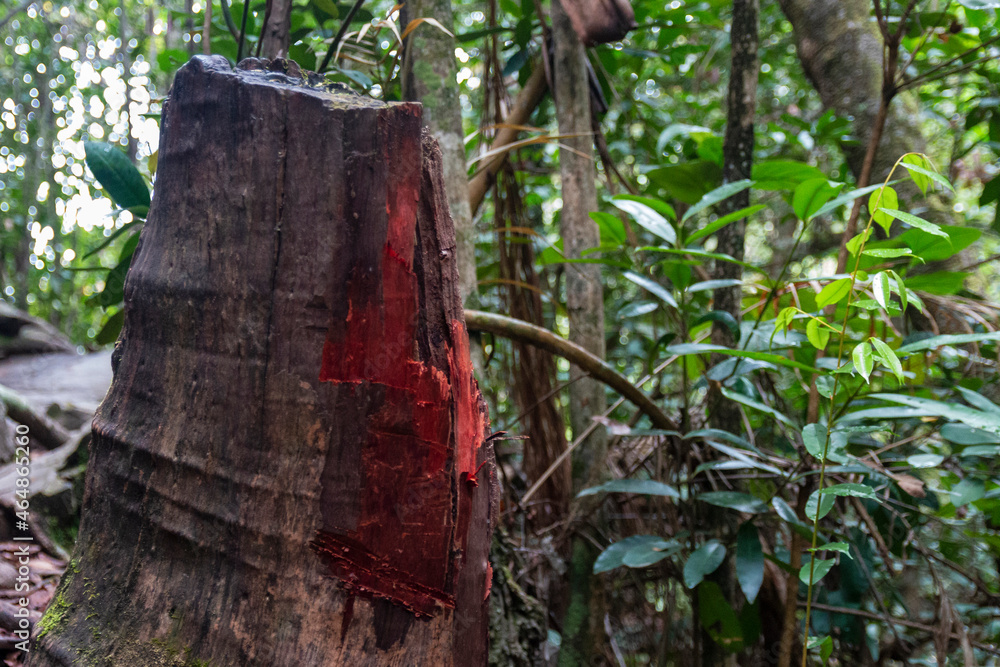 Foto de Detalhe do corte de um tronco de Pau Brasil do Stock | Adobe Stock