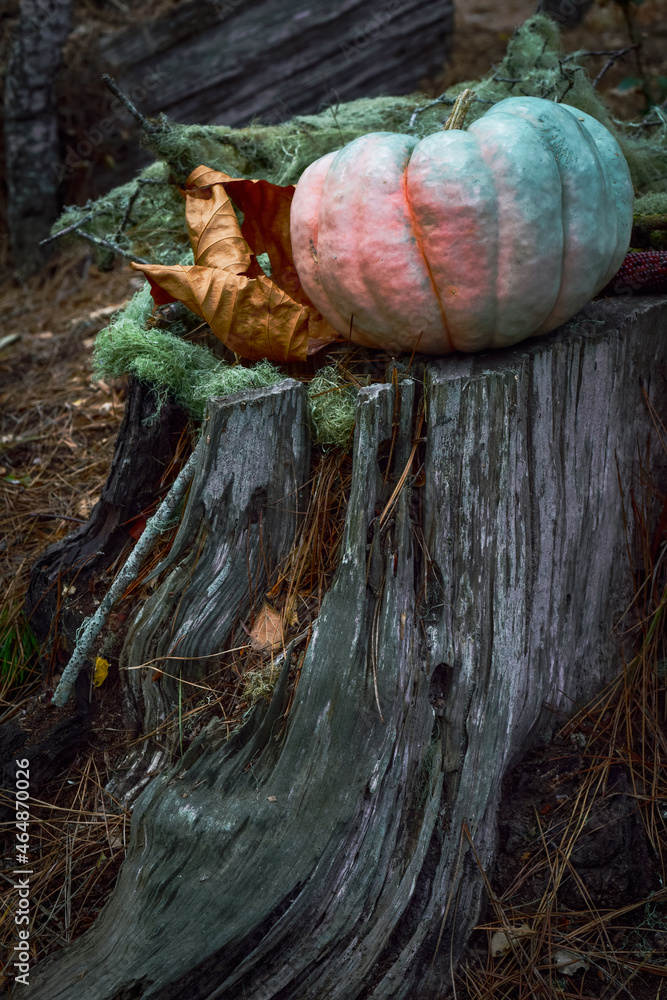 Fairytale pumpkin with tones of orange and pale blue sitting on a tree ...