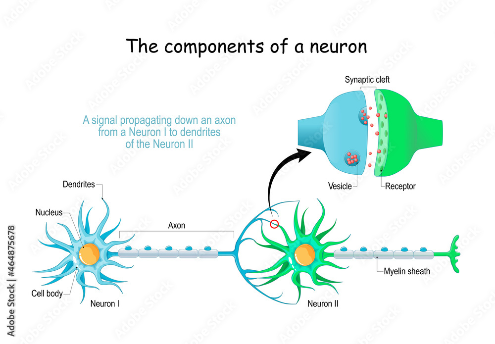 Neuron anatomy. Close-up of a Chemical synapse Stock Vector | Adobe Stock