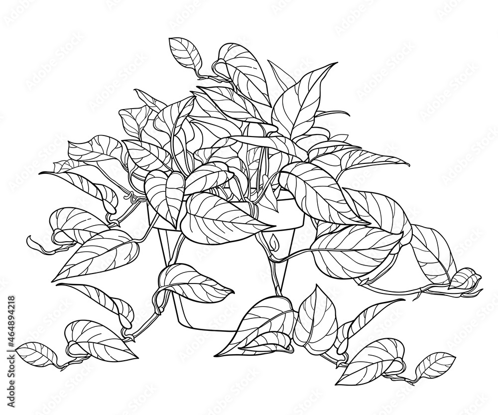 Outline Epipremnum aureum or golden pothos plant in flowerpot in black ...