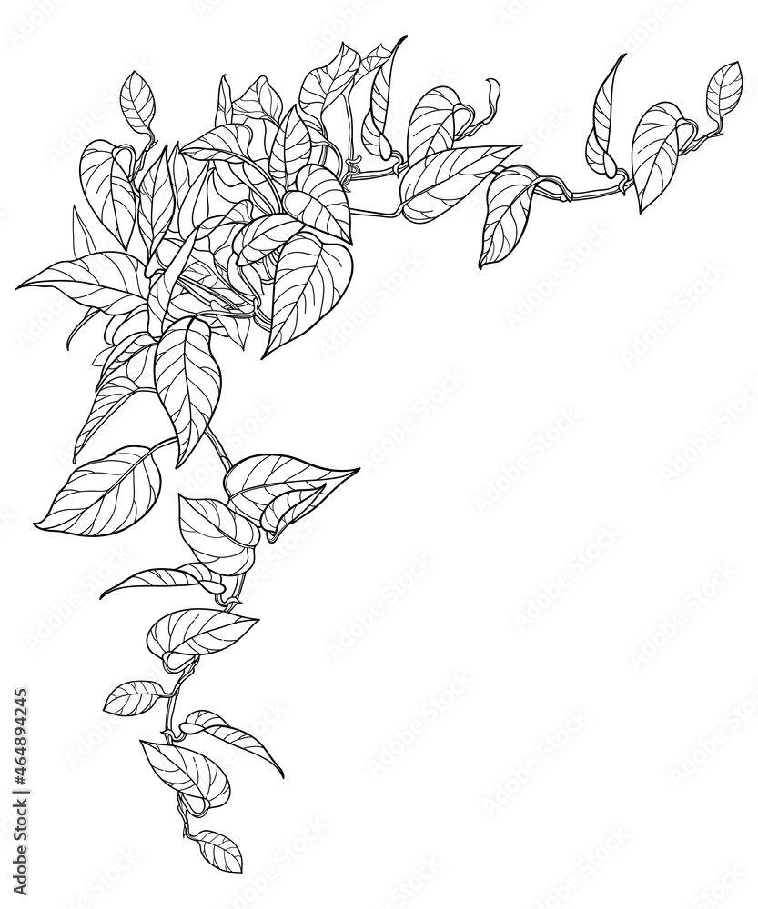 Corner bunch of outline Epipremnum aureum or golden pothos plant in ...