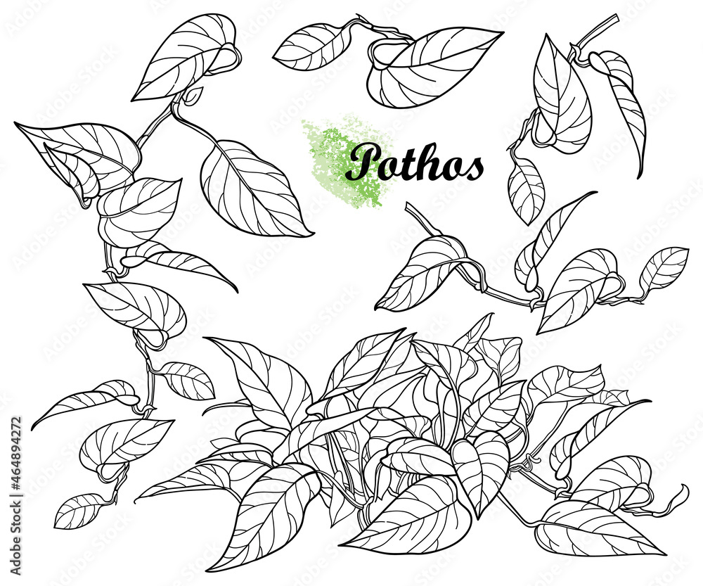 Set of outline Epipremnum aureum or golden pothos plant in black ...