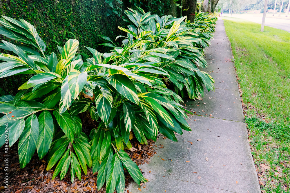 Foto de Schefflera arboricola syn. Heptapleurum arboricolum is a ...