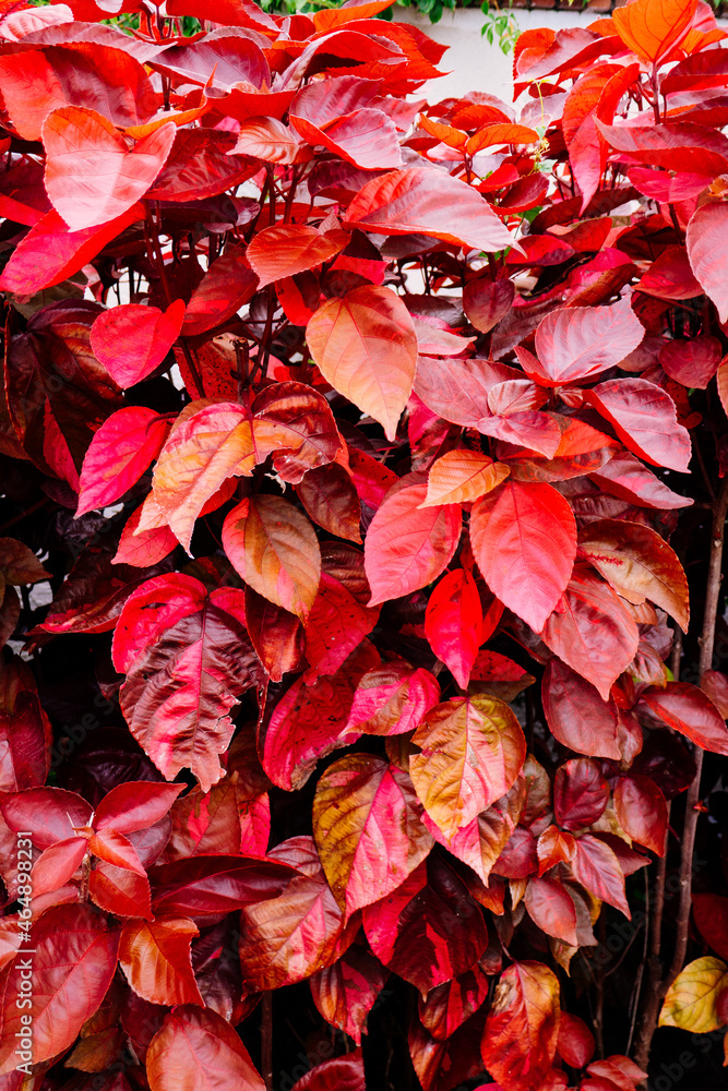 Closed up blooming vibrant red Copper plant, Acalypha wilkesiana ...
