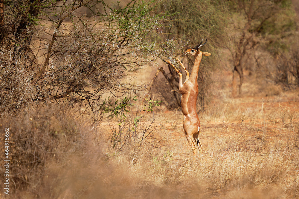 Gerenuk - Litocranius walleri also giraffe gazelle, long-necked ...