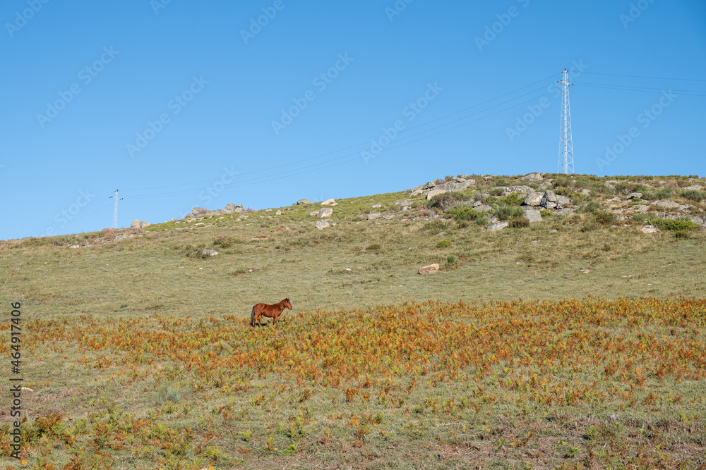 Garrano. Specimen of the autochthonous species of wild horse standing ...