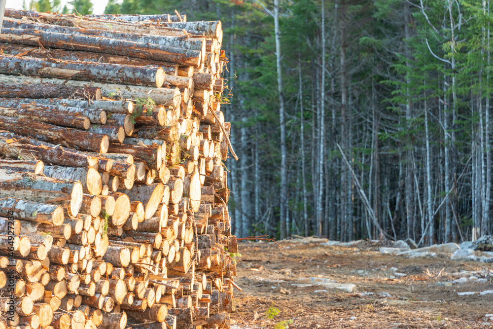 A stack or stockpile of spruce wood logs neatly piled. The massive ...