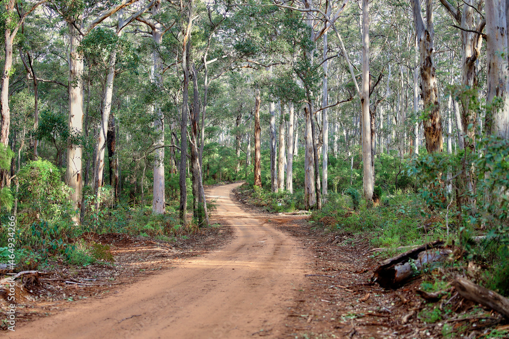 Australian Native Rainforest Background Stock Photo | Adobe Stock