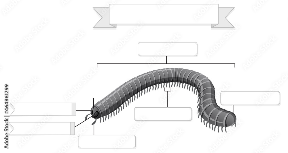 External Anatomy of millipede worksheet Stock Vector | Adobe Stock