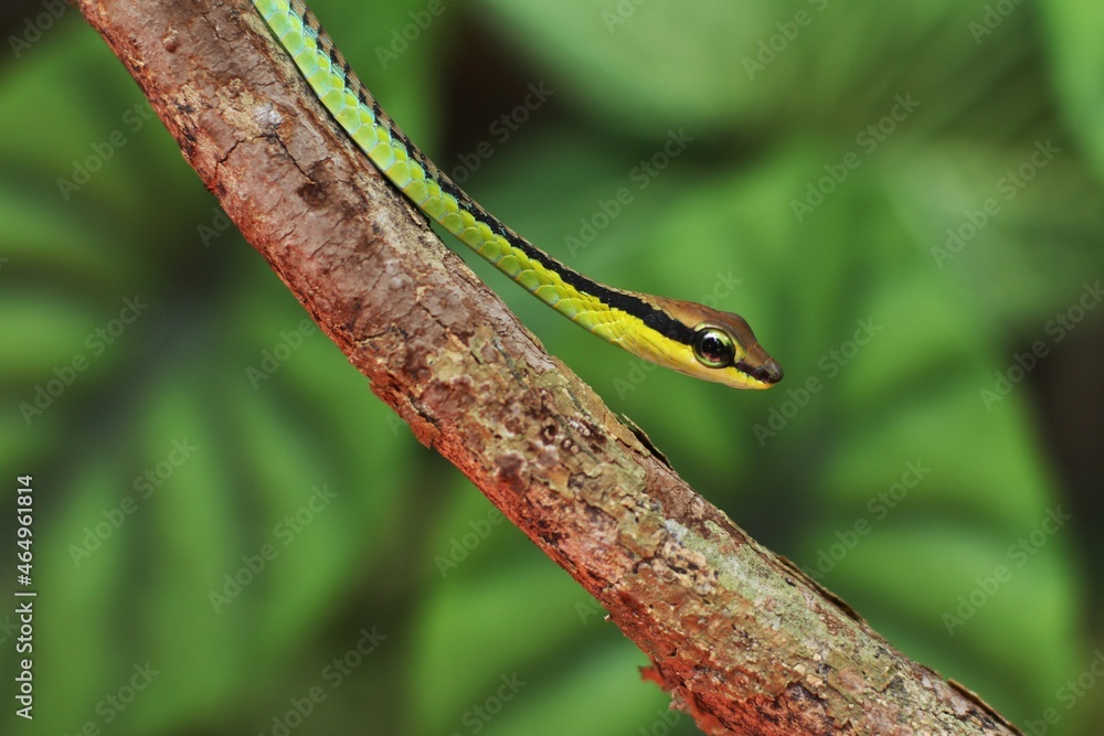Rope snakes or slapped snakes are a group of tree snake species that ...