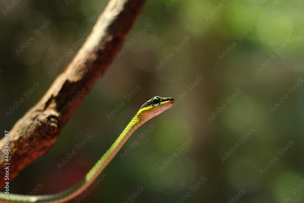 Rope snakes or slapped snakes are a group of tree snake species that ...
