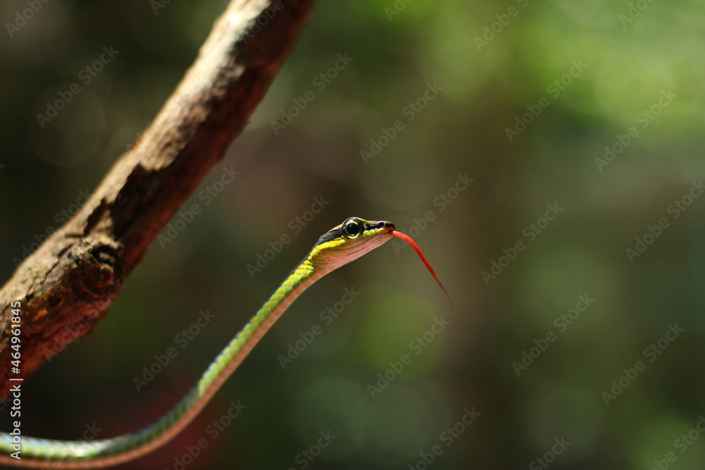 Rope snakes or slapped snakes are a group of tree snake species that ...