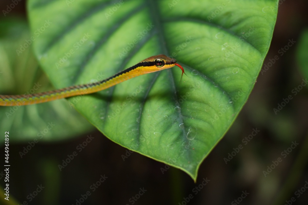 Rope snakes or slapped snakes are a group of tree snake species that ...