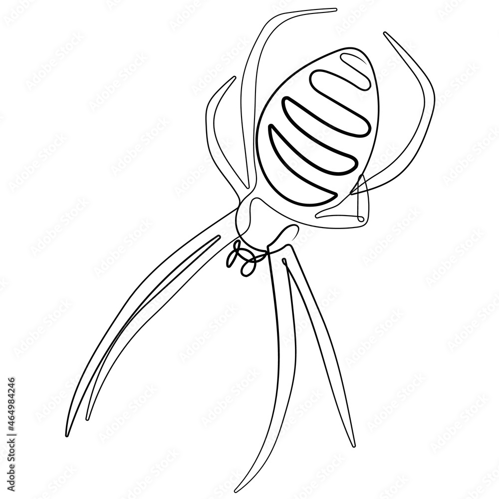 Close up macro shot of a spider in linear style vector illustration ...