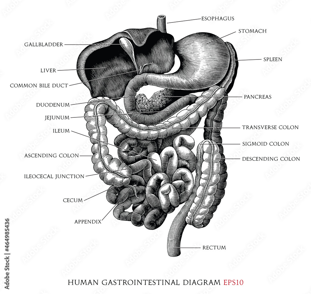 Human gastrointestinal system diagram hand draw vintage engraving style ...
