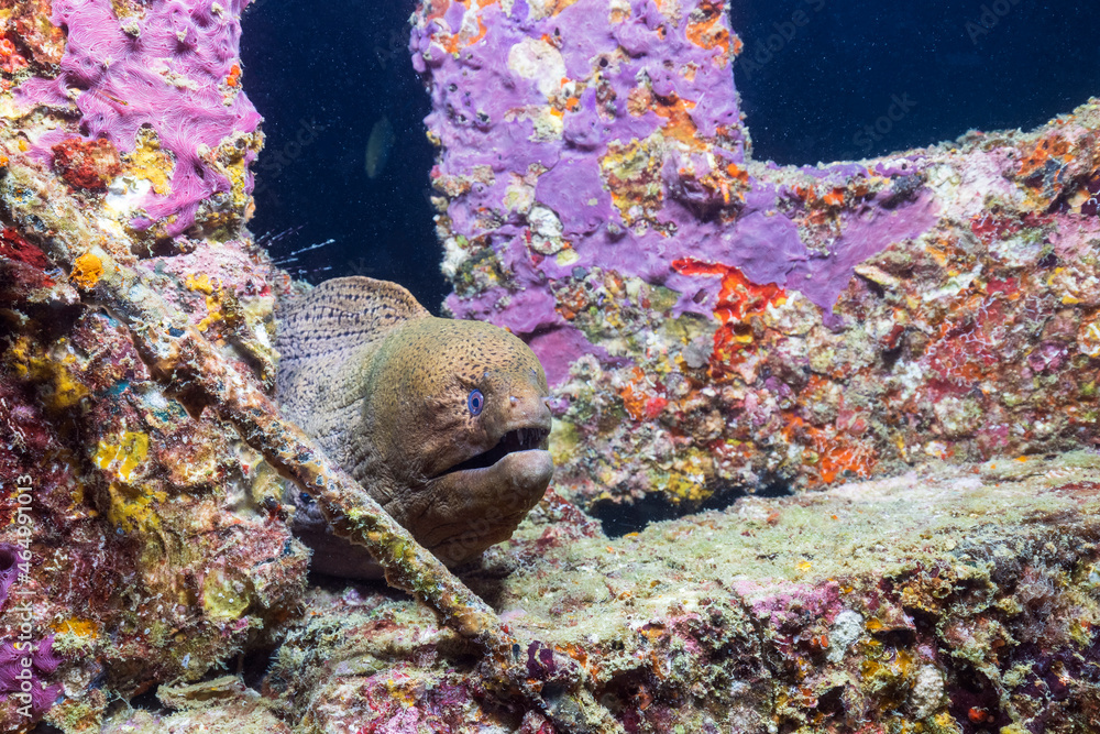 The giant moray is a species of moray eel and a species of marine fish ...