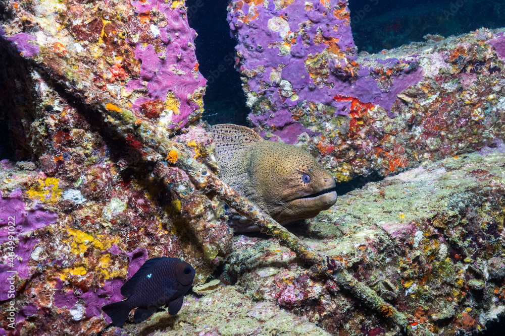 The giant moray is a species of moray eel and a species of marine fish ...