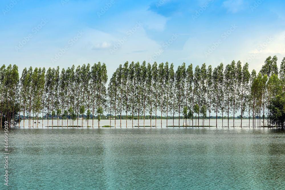 Scenic view of traditional flooded fields like a still lake on floating ...