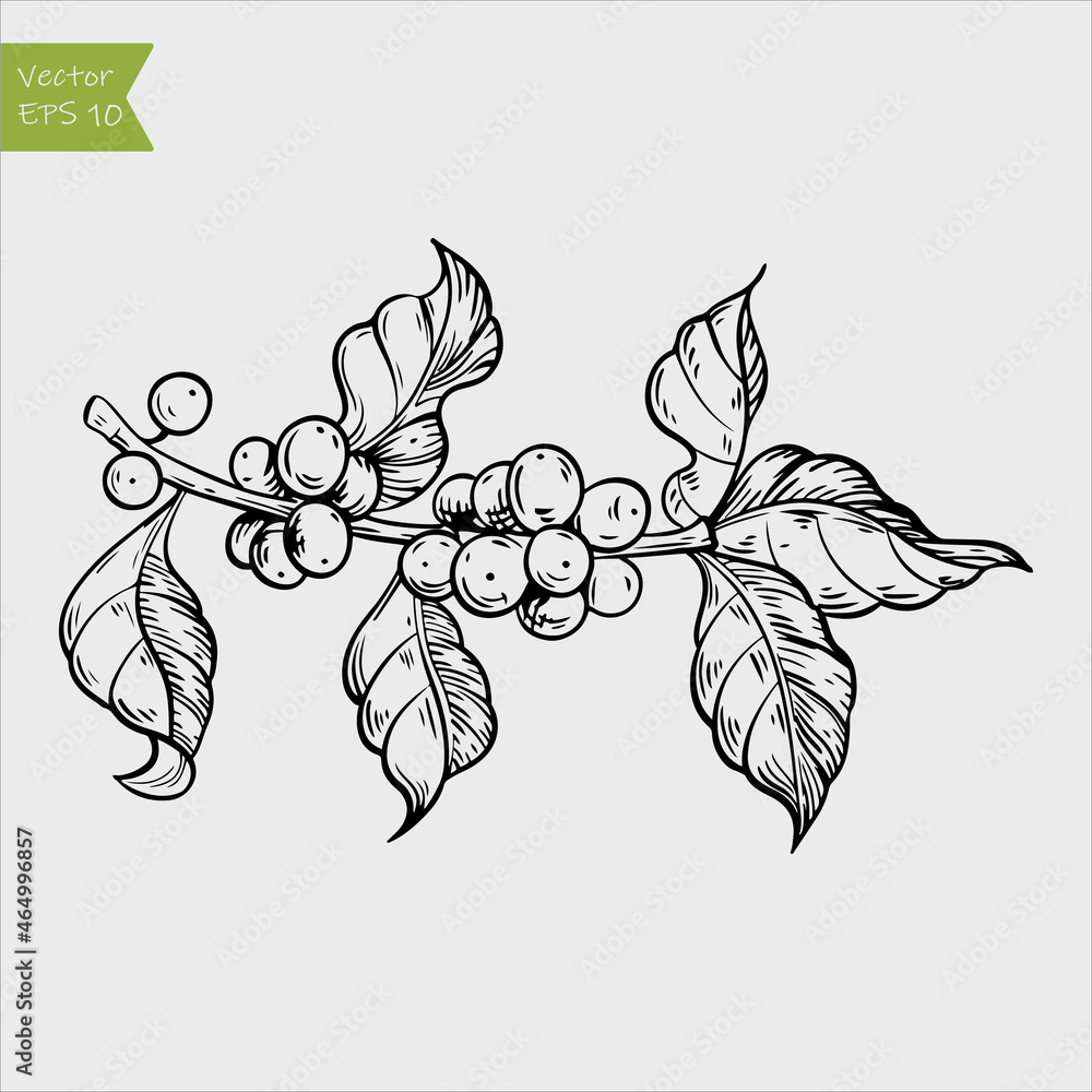 Coffee plant illustration, drawing, engraving, ink, line art, vector ...