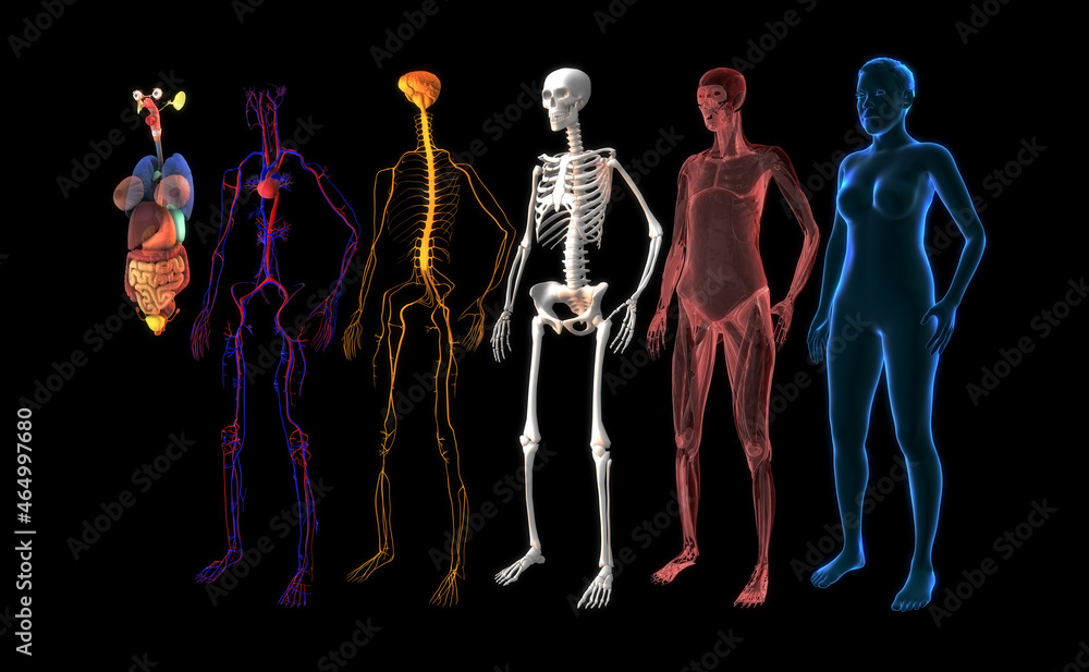Human body systems: Muscular System, Skeletal System, Nervous System ...