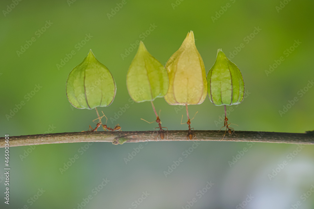 red ant action carrying cutleaf groundcherry, wild tomato, camapu, and ...