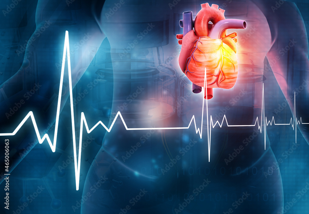 Anatomy of human healthy heart with ecg graph. 3d illustration Stock ...