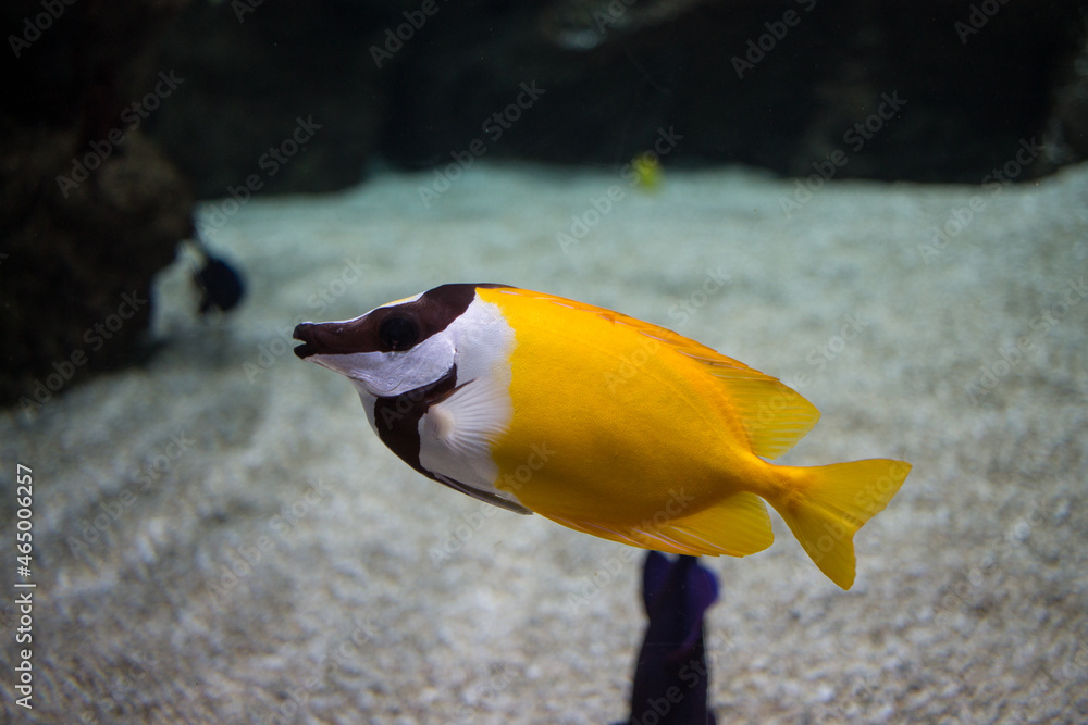 Un pez amarillo, el siganus vulpinus, conocido como foxface, de perfil ...