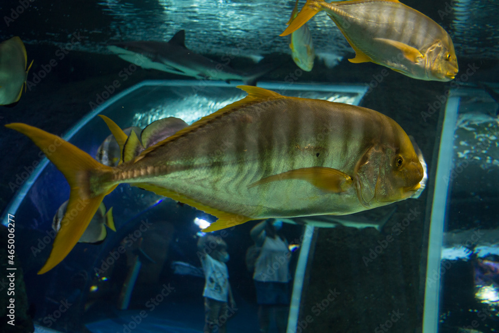 Un jurel dorado gigante, con otro jurel dorado gigante en el fondo ...