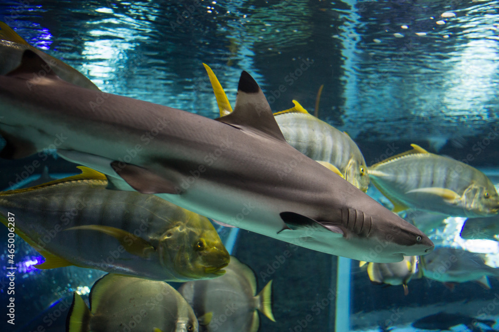 Tiburón de perfil con otros peces grandes en el fondo Stock Photo ...