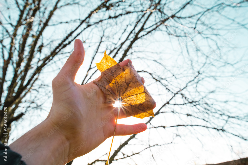 Nature in humans hand. Sun shining trough hand and maple leaf. Stock ...