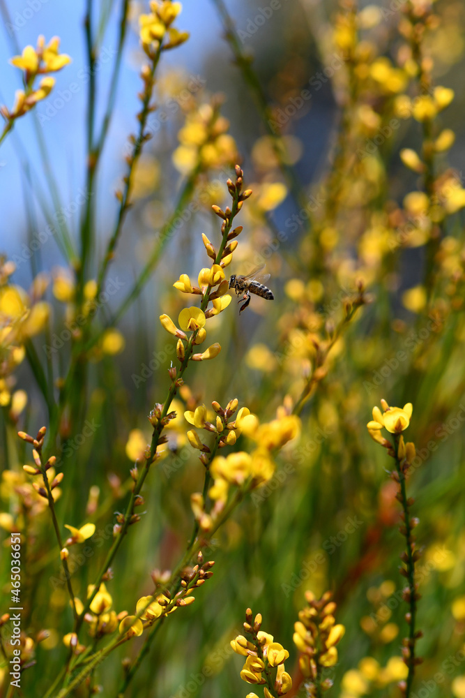 Yellow flowers and rush-like phyllodes of the Australian Native Broom ...