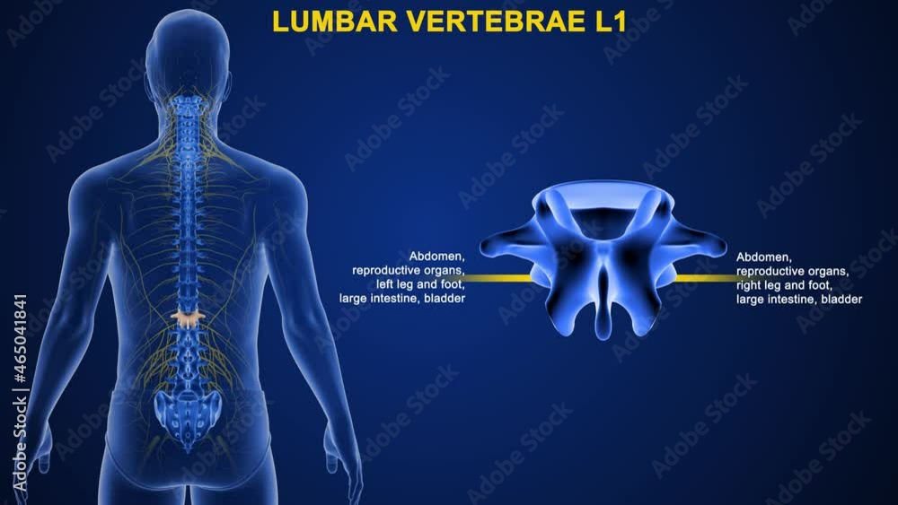 The lumbar spine contains 5 vertebrae, labeled L1 to L5, which ...