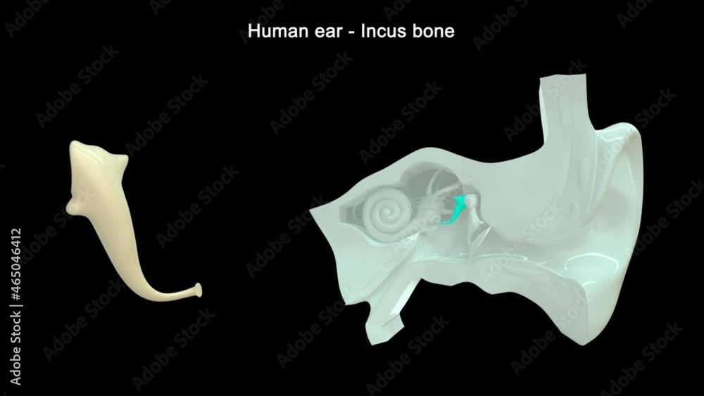 Stockvideo The middle ear consists of the tympanic membrane and the ...