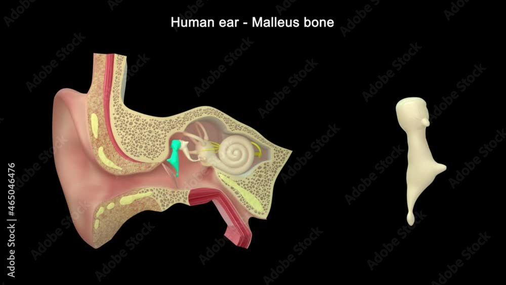 The middle ear consists of the tympanic membrane and the bony ossicles ...